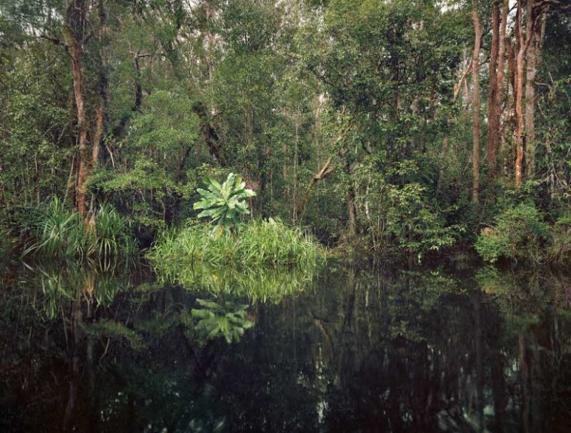 Primary Swamp Forest 01, black water, Kalimantan, Indonesia - Huxley ...