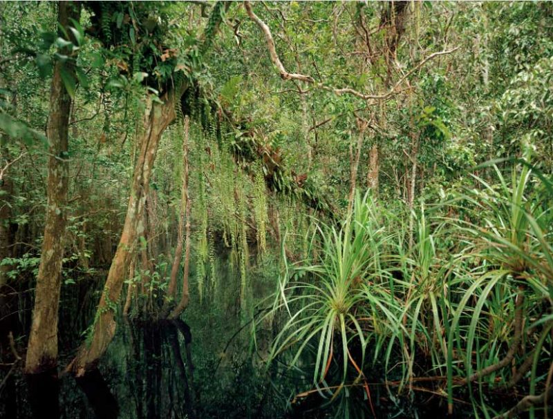 Primary Swamp Forest 04, black water, South Kalimantan - Huxley-Parlour ...