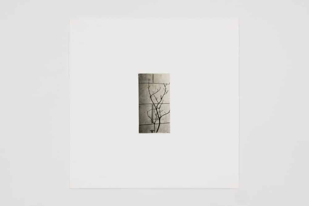 Modernist Tree Study - Huxley-Parlour Gallery