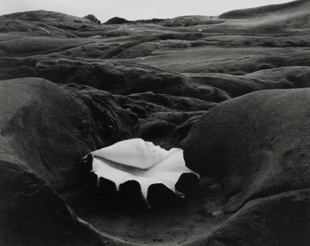 Edward Weston- Photographer's Biography & Art Works - Huxley-Parlour ...