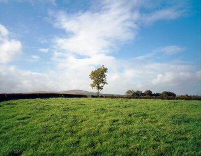 Flag in Tree, County Tyrone - Huxley-Parlour Gallery
