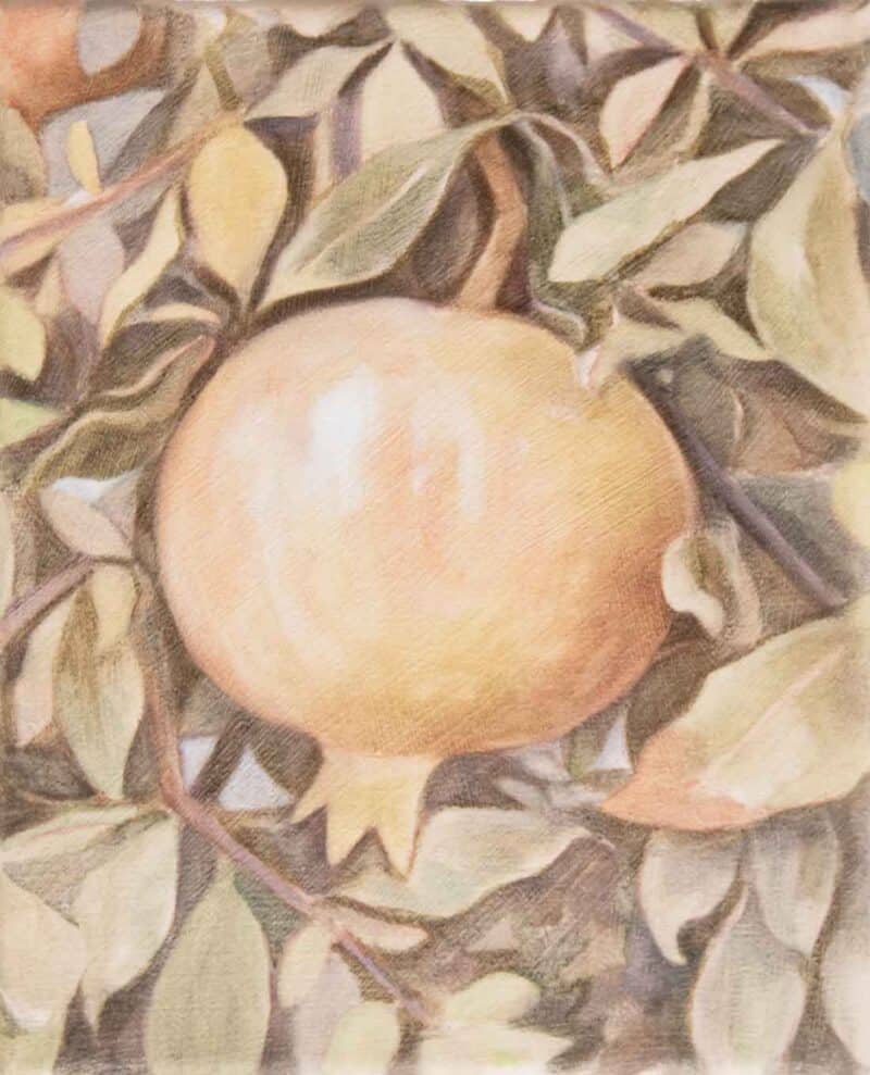 Pomegranate - Huxley-Parlour Gallery